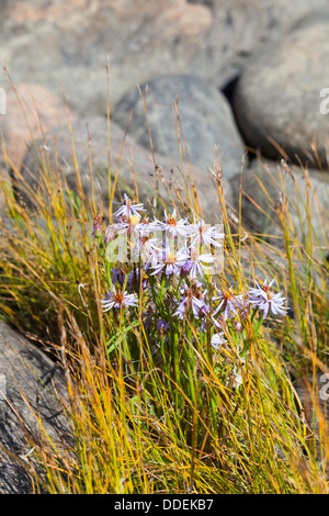 Sea aster (Aster tripolium), blooming in a salt marsh, Belgium Stock ...