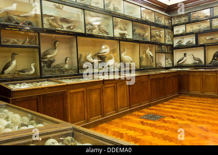 The Thomas Hudson Nelson (1856-1916) collection of birds and eggs in ...