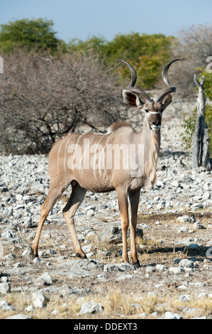 Großer Kudu / Greater kudu / Tragelaphus strepsiceros Stock Photo - Alamy