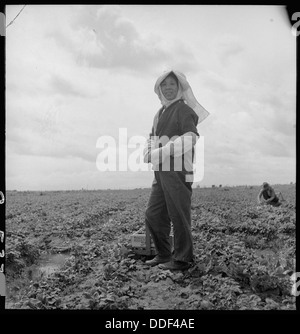 A Nisei soldier from Florin, California, is shown who volunteered for ...