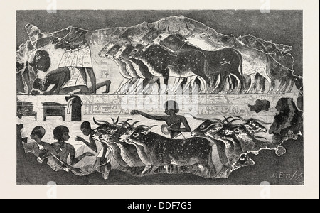 Ancient Egyptian Cattle Stock Photo: 5074820 - Alamy