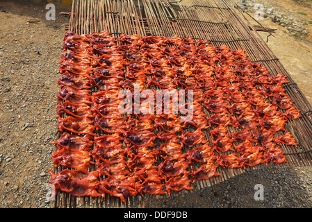 Skinned rice field rats being dried in the sun, Battambang, Cambodia ...