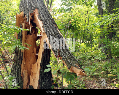 Broken oak tree as damage from a storm in a forest Stock Photo - Alamy