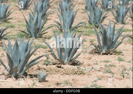 Agave plant test plots in the field Maricopa Arizona Stock Photo - Alamy