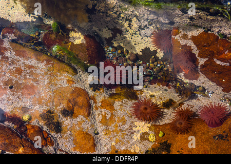 Sea anemones in a rock pool. Colonsay, Inner Hebrides, Argyll, Scotland ...
