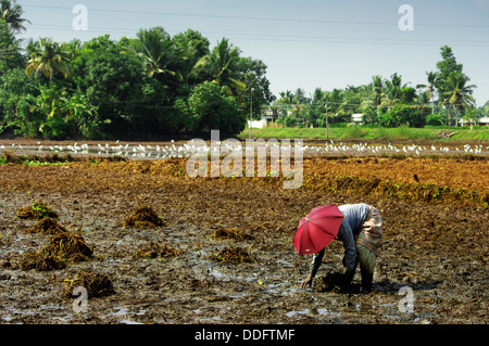 Indian farmer working in his field Andhra Pradesh South India Stock ...