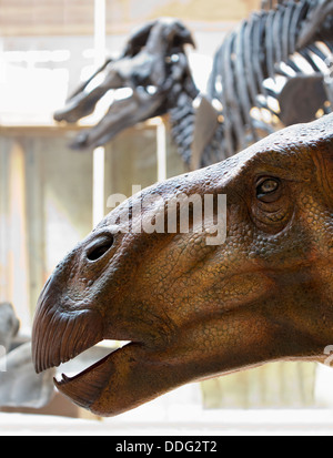 Dinosaur bones at the Pitt Rivers Natural History Museum, Oxford 5 ...