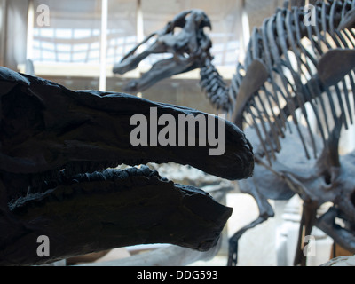 Dinosaur bones at the Pitt Rivers Natural History Museum, Oxford 5 ...