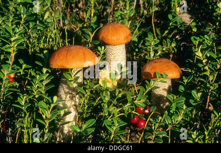 Orange Birch Bolete, Birken-Rotkappe, Birkenrotkappe, Leccinum ...