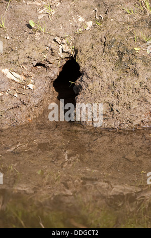 Muskrat, den, rat hole, rathole,Bisamratte, Bisam, Bisam-Ratte, Bau ...