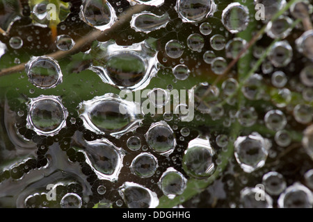 Labyrinth Spider; Agelena labyrinthica; Cornwall; UK Stock Photo - Alamy