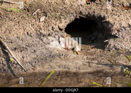 Muskrat, den, rat hole, rathole,Bisamratte, Bisam, Bisam-Ratte, Bau ...