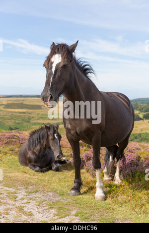 Dark brown ponies Quantock Hills Somerset England with purple heather ...