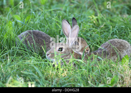 Two alert European rabbits / common rabbit (Oryctolagus cuniculus ...