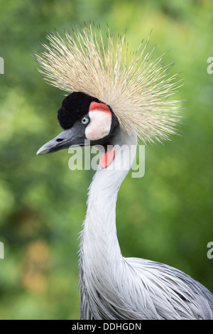 Close-up of the plumage of a crane Stock Photo - Alamy