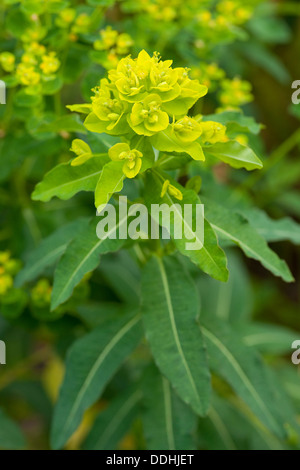 Euphorbia, flowering plant, spurge, Euphorbiaceae. Euphorbia serrata ...