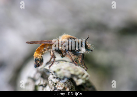 Bee-like Robber Fly (Laphria sicula) - Male Stock Photo - Alamy