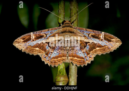 Marbled Witch Moth (Letis orcynia) female resting on dead leaf ...