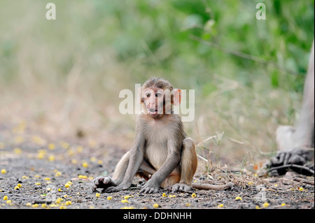 An infant Rhesus monkey (Macaca mulatta) with its cloth surrogate ...