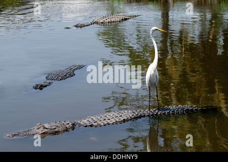 Egret bird on alligator's back, Everglades National Park, Florida, USA ...