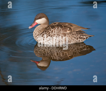 Side view of red billed teals with brown feathers swimming in pond ...