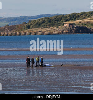 Edinburgh, Scotland, UK, 3rd September 2013, Stranded Pilot Whale just ...