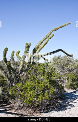 Octopus Tree Didierea madagascariensis in the Dry Spiny Forest of ...