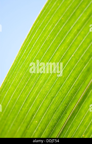 Green plant leaf surface viewed under a microscope Stock Photo - Alamy