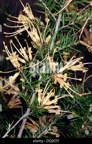 Close up of an Australian native Yellow Billy Button flower head ...