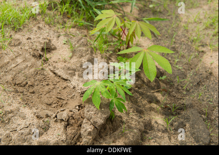Cassava or manioc plant field in thailand Stock Photo - Alamy
