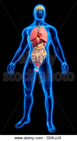 Transparent human body with internal organs, lymphatic system and Stock ...
