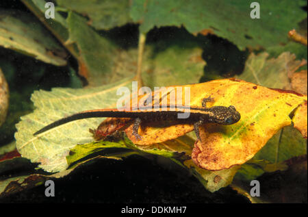 Gold-striped salamander (Chioglossa lusitanica), on mossy stone Stock ...