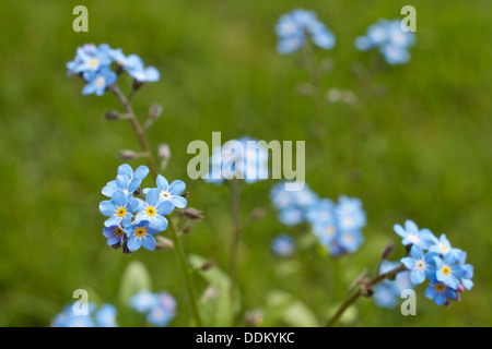 Myosotis or mouse's ear blue flowers. Forget-me-nots growing in meadow ...