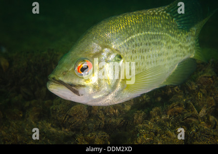 Rock Bass freshwater fish with zebra mussels in background Stock Photo ...