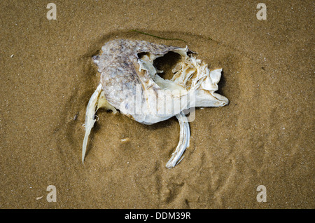 A skull of a dead fish lies half buried in beach sand Stock Photo - Alamy
