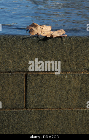 Crumpled dry autumn maple-leaf isolated on white background Stock Photo ...