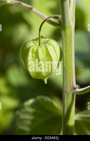 Nicandra physalodes Shoo fly seed pod Growing in a Garden Stock Photo ...