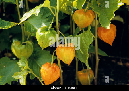 Strawberry Tomato, Winter Cherry, Wilde Blasenkirsche, Erdkirsche ...