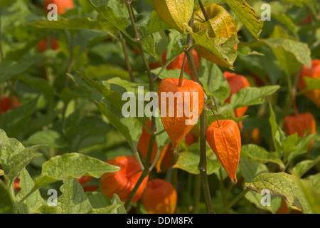 Strawberry Tomato, Winter Cherry, Wilde Blasenkirsche, Erdkirsche ...