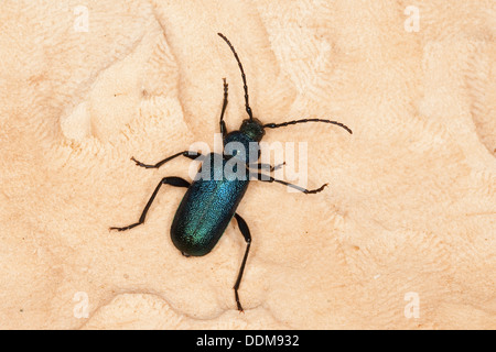 Violet tanbark beetle, Blauvioletter Scheibenbock, Veilchenbock, Blauer Scheibenbock ...