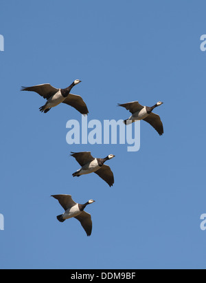 Flying barnacle goose / Branta leucopsis Stock Photo - Alamy