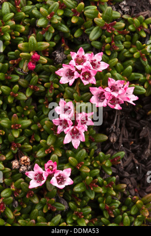 Flowers of Alpine azalea (Kalmia (= Loiseleuria) procumbens Stock Photo ...