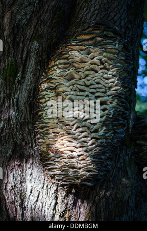 Climacodon septentrionalis - northern tooth fungus, on a tree trunk ...