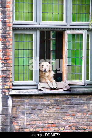 The famous dog in Bruges, Belgium, who spends his day watching tourist ...
