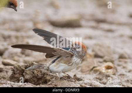 Streak-throated Swallow (Hirundo fluvicola) in flight Stock Photo - Alamy