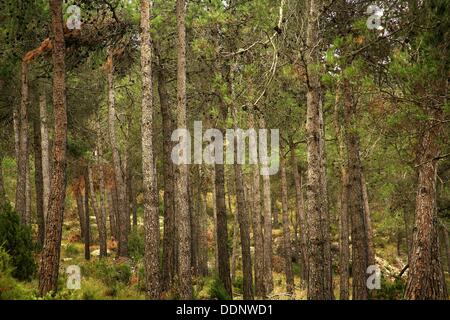 Aleppo Pines, Pinus halepensis, in the Montgrí, Medes Islands and Stock ...