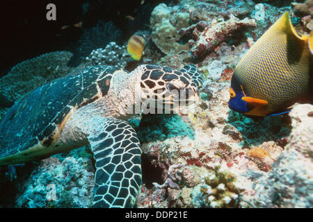 Hawksbill turtle eating sponge Eretmochelys imbricata Bali Indian Ocean ...