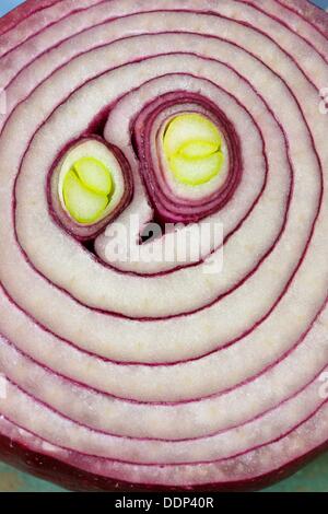 Red onion, sliced to reveal internal structure Stock Photo - Alamy