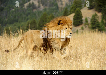 A captive barbary lion portrait Stock Photo - Alamy
