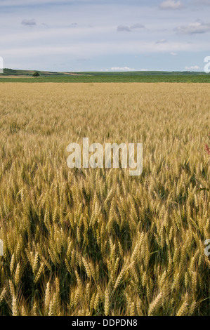 Yellow wheat growing in a farm field Stock Photo - Alamy